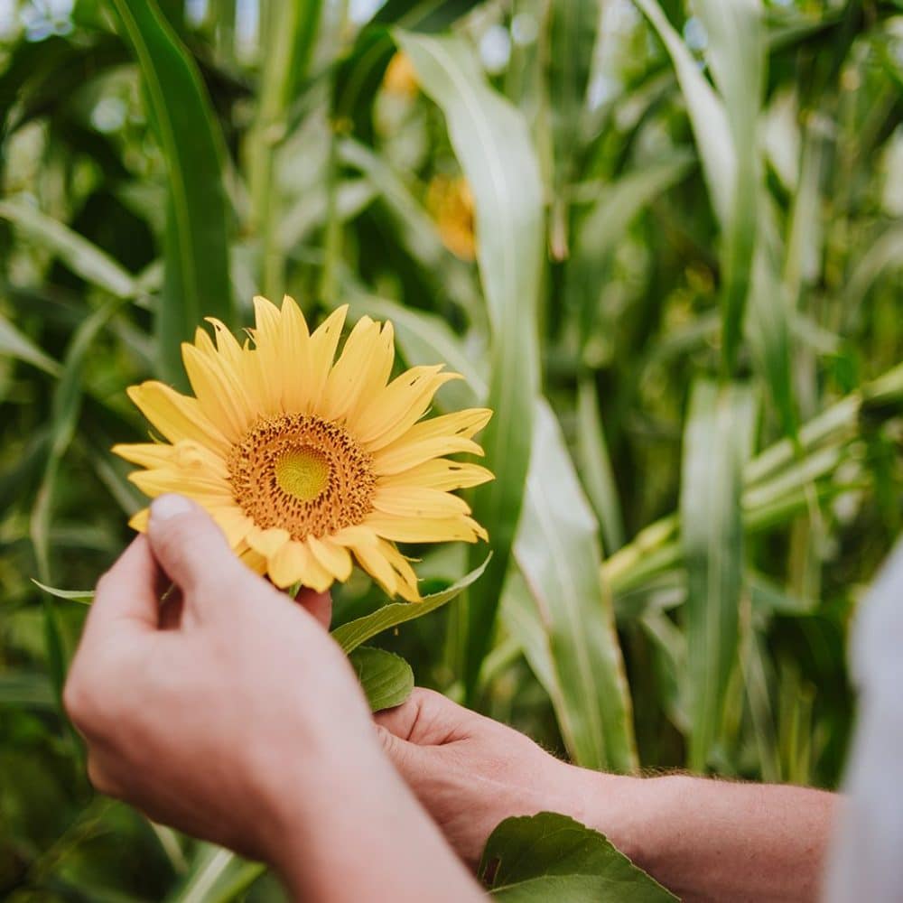 Hewitt - Creating Sustainable Foods