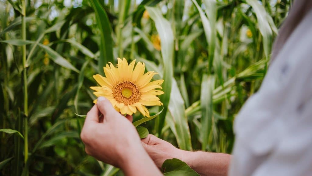 Australian-First Sustainability Study - Hewitt